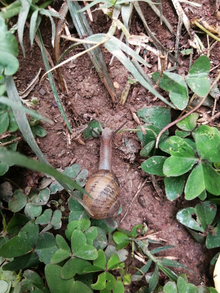 Garden Snail from 1450, Huánuco 10001, Perú on June 3, 2021 at 07:38 AM ...