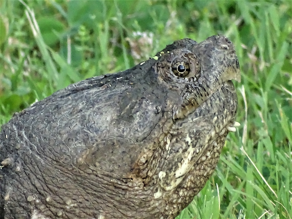 Common Snapping Turtle from Milton, DE 19968, USA on June 02, 2021 at ...