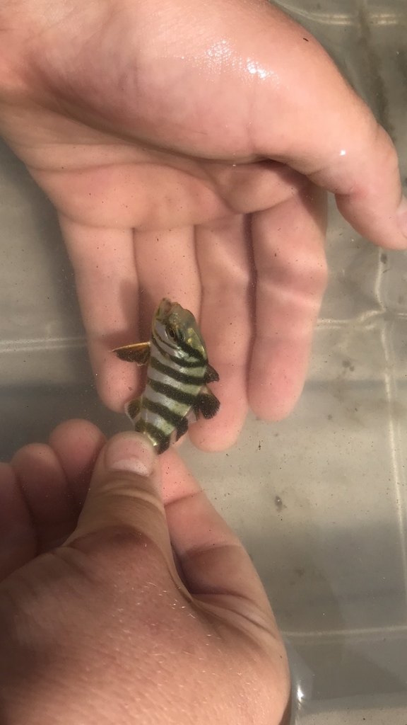 Banded Rudderfish from Federal Rd, Bald Head Island, NC, US on June 2 ...