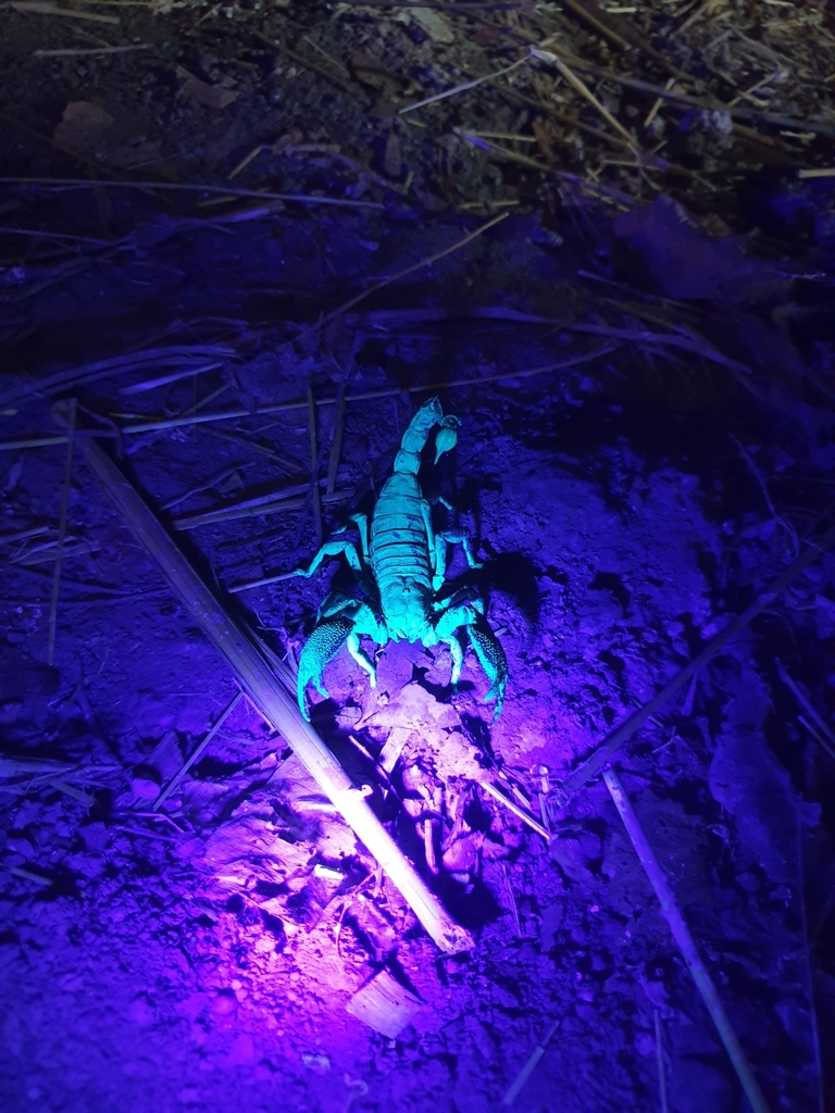 Pandinus gambiensis from Kédougou Region, Senegal on June 2, 2021 at 08 ...