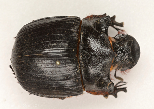 Heliocopris hamadryas · iNaturalist