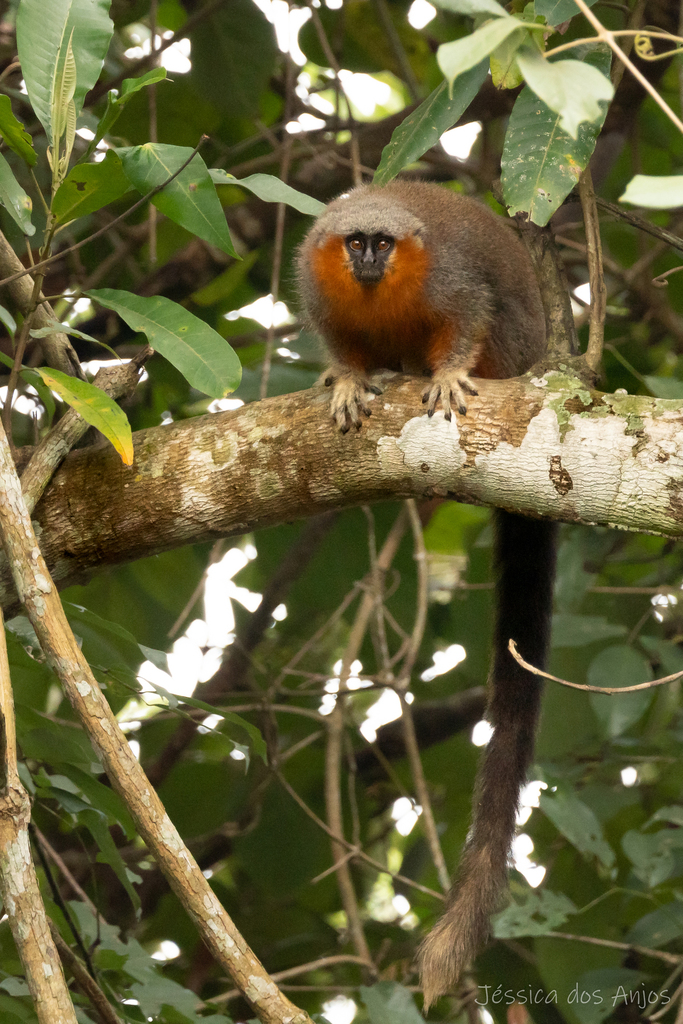 Red-bellied Titi from 1ª Vicinal Oeste Comunidade Nova Aliança, Alta ...