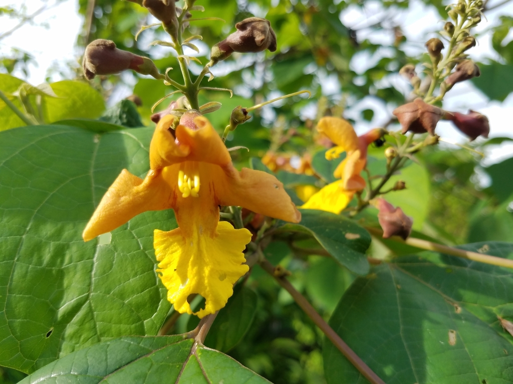 Kashmir tree in June 2021 by HerbivoreCR · iNaturalist