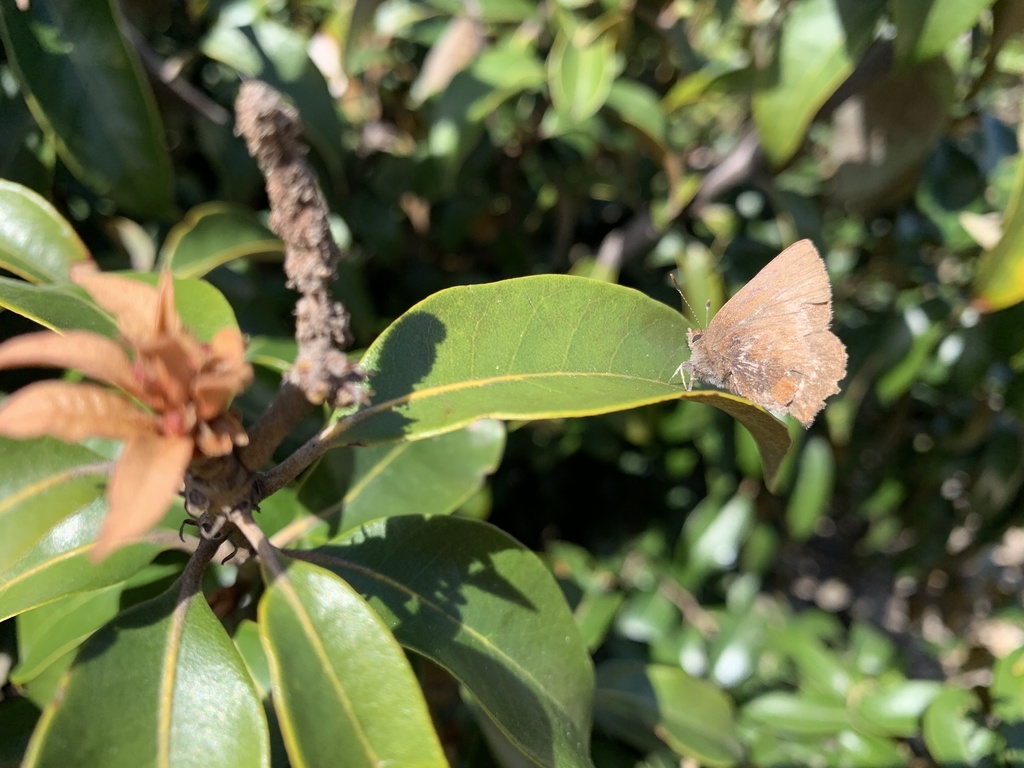 Brown Elfin from San Francisco State Fish and Game Refuge, Half Moon ...