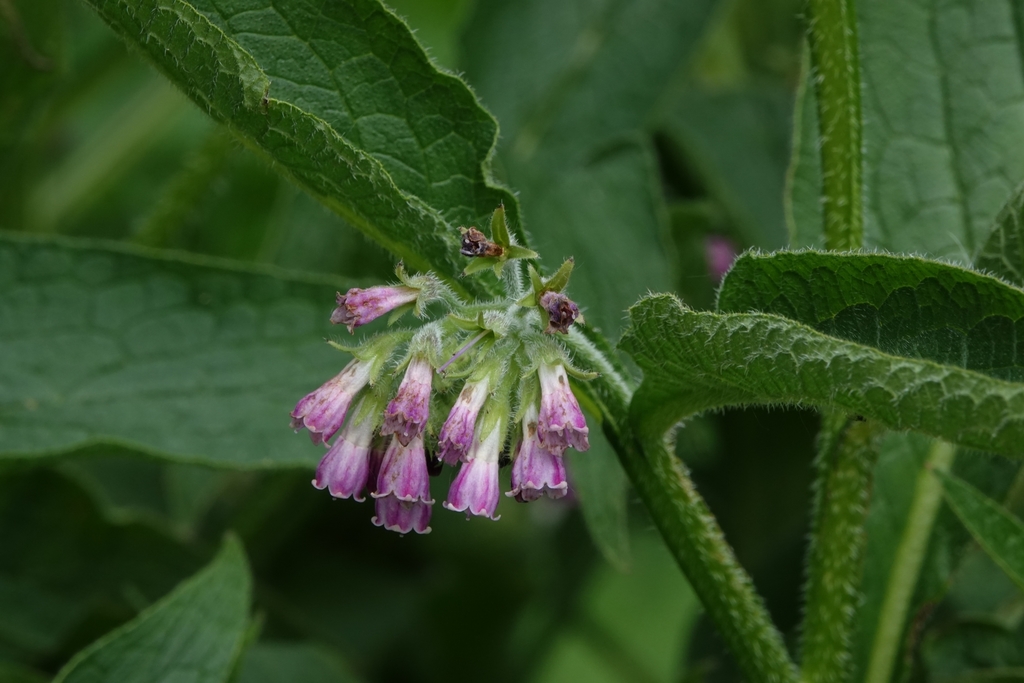 common comfrey from Wilmslow, UK on June 03, 2021 at 02:59 PM by Jed ...