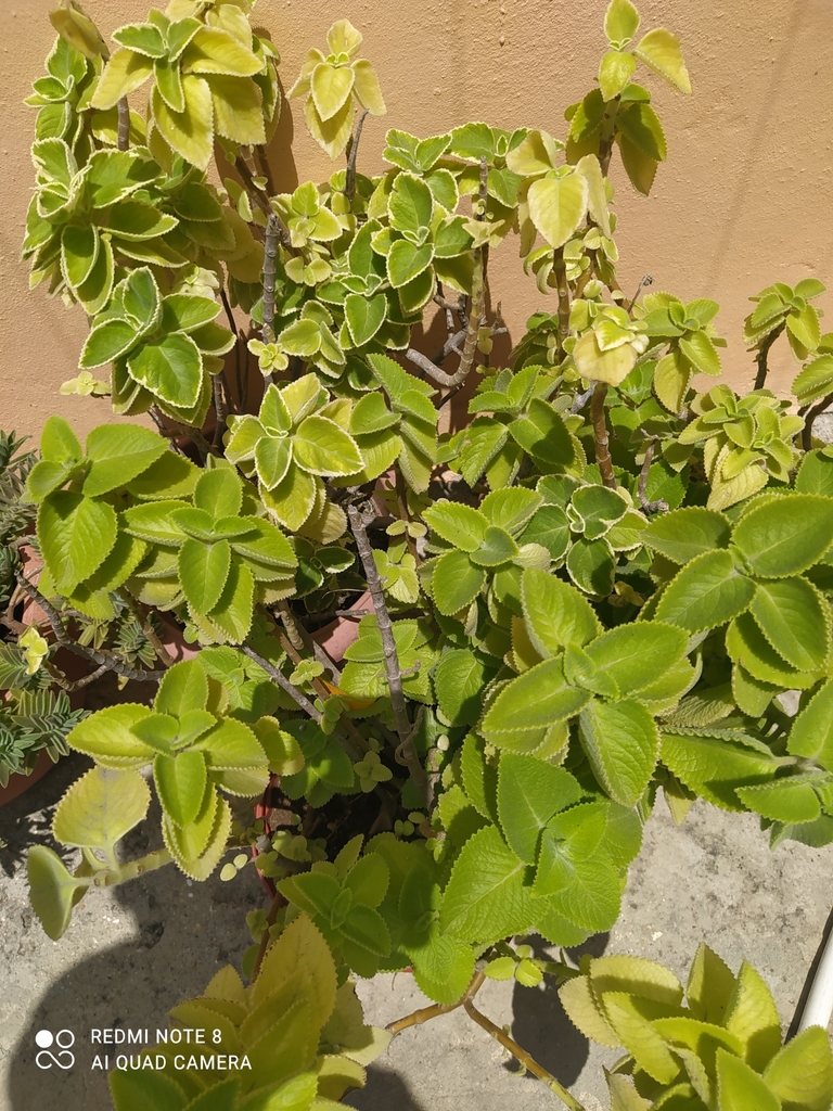 Hullworts from Miramar, San Pedro de Macoris 21000, República ...