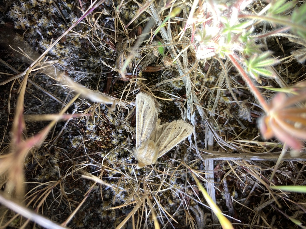 Sand-verbena Moth in June 2021 by Geoff Smart · iNaturalist