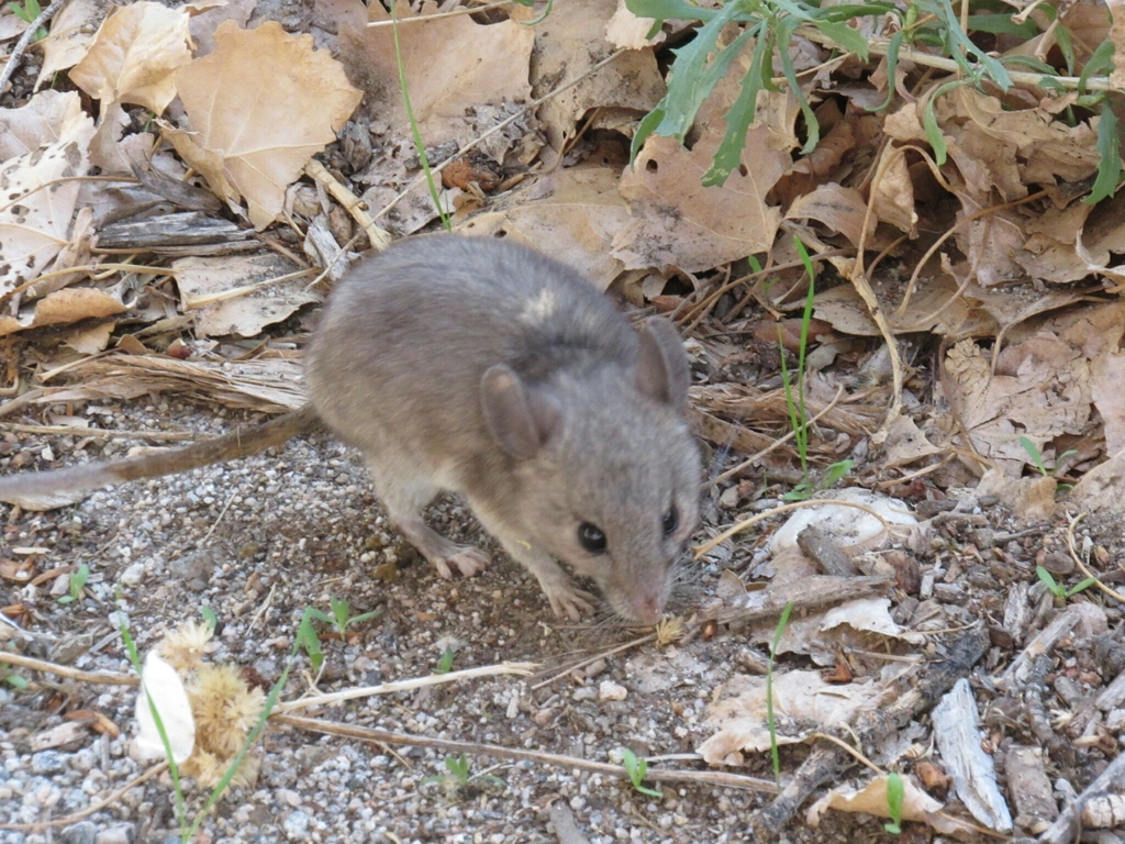 Southern Grasshopper Mouse from 50047-50049 Park Ave, Morongo Valley ...