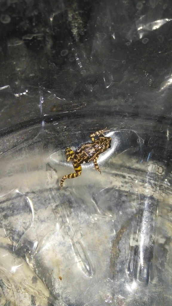 Peters' Shiny Peeping Frog from Morelia by Ivan Nava · iNaturalist