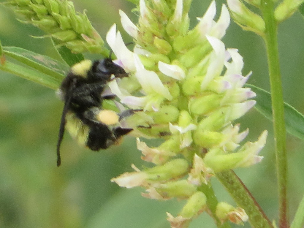 American Bumble Bee from Corrales, NM, USA on June 03, 2021 at 07:56 AM ...