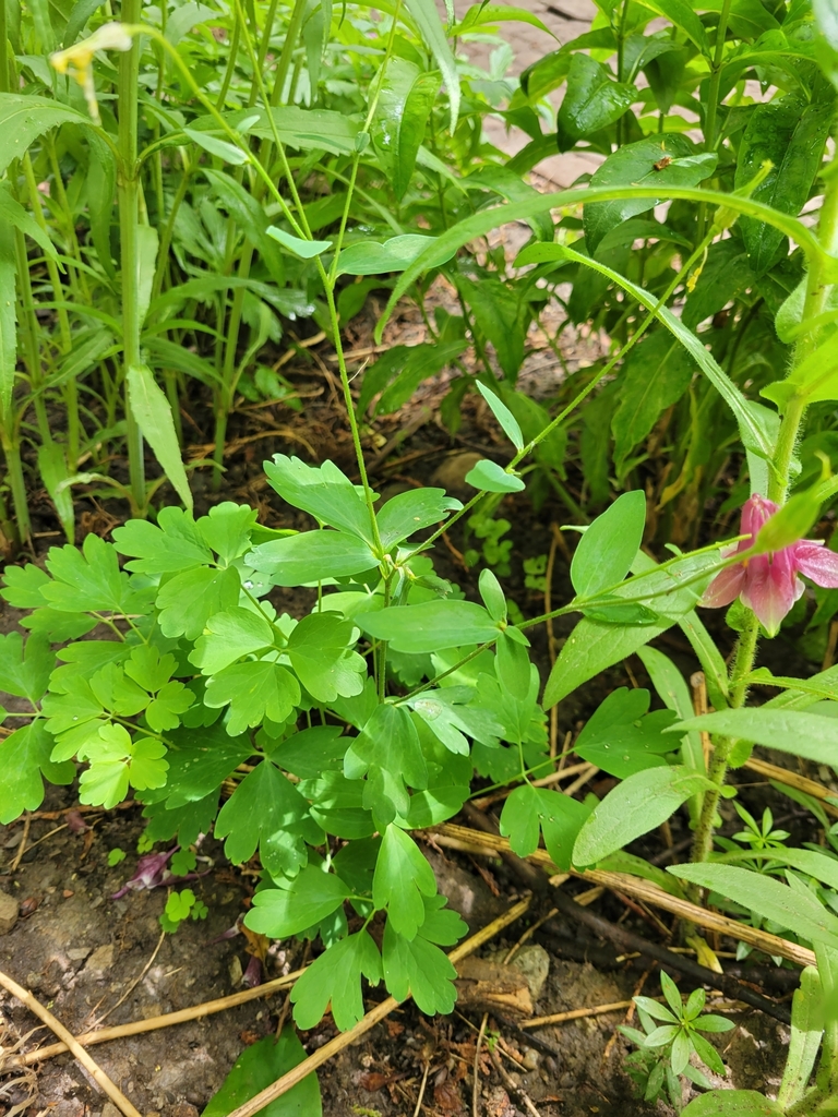 red columbine from Toronto, ON M5A 2G7, Canada on June 3, 2021 at 12:38 ...