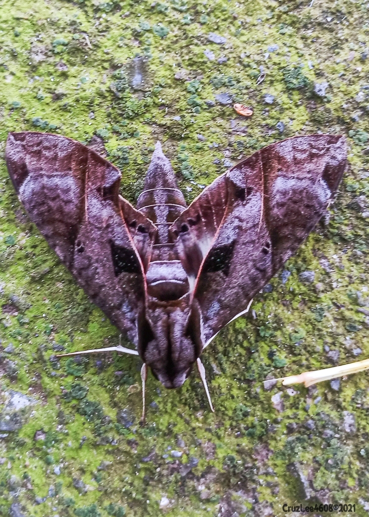 Satellite Sphinx from Coatepec, Ver., México on June 3, 2021 at 07:30 ...