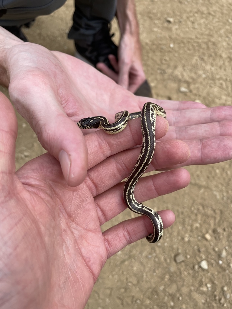 California King Snake from Burma Rd, Rancho Palos Verdes, CA, US on ...