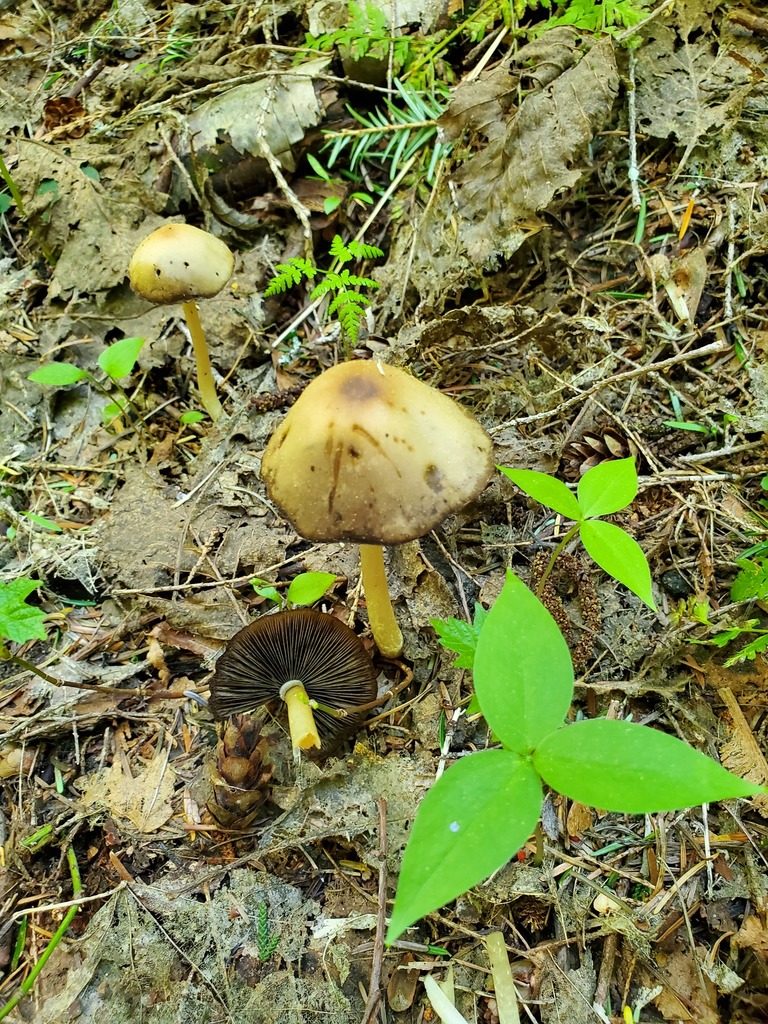 Psilocybe Mushrooms from Mt Rainier National Park, Pierce County, WA ...