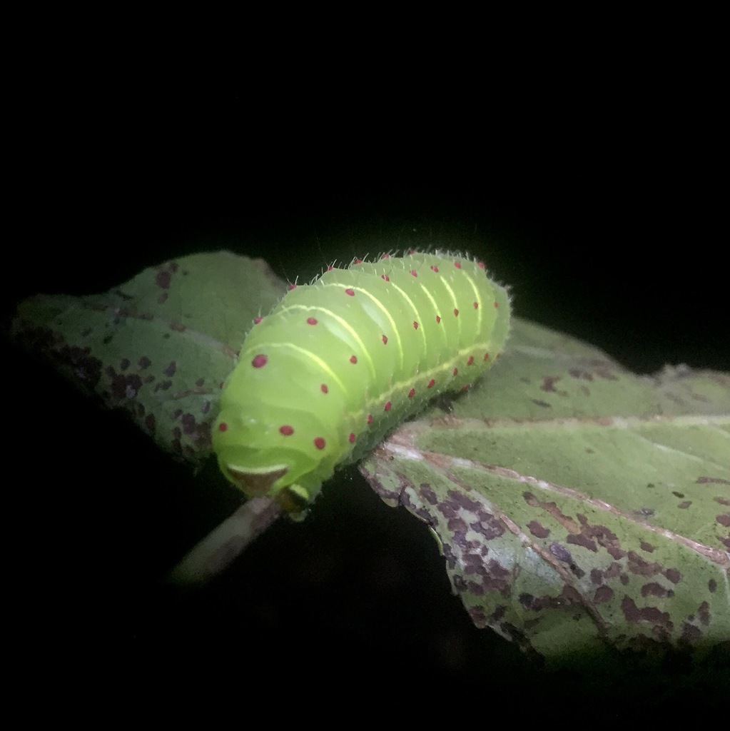 North American Luna Moth from Faulkner County, AR, USA on September 12 ...