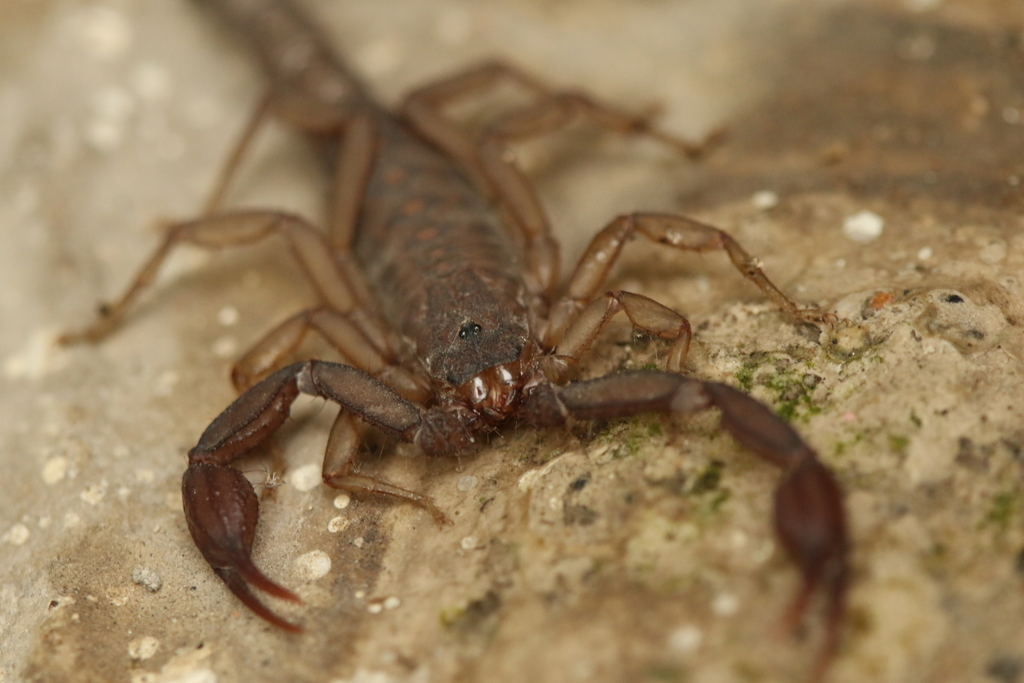 Mexican Scorpion from Distrito Federal, MX on June 2, 2021 at 09:57 AM ...