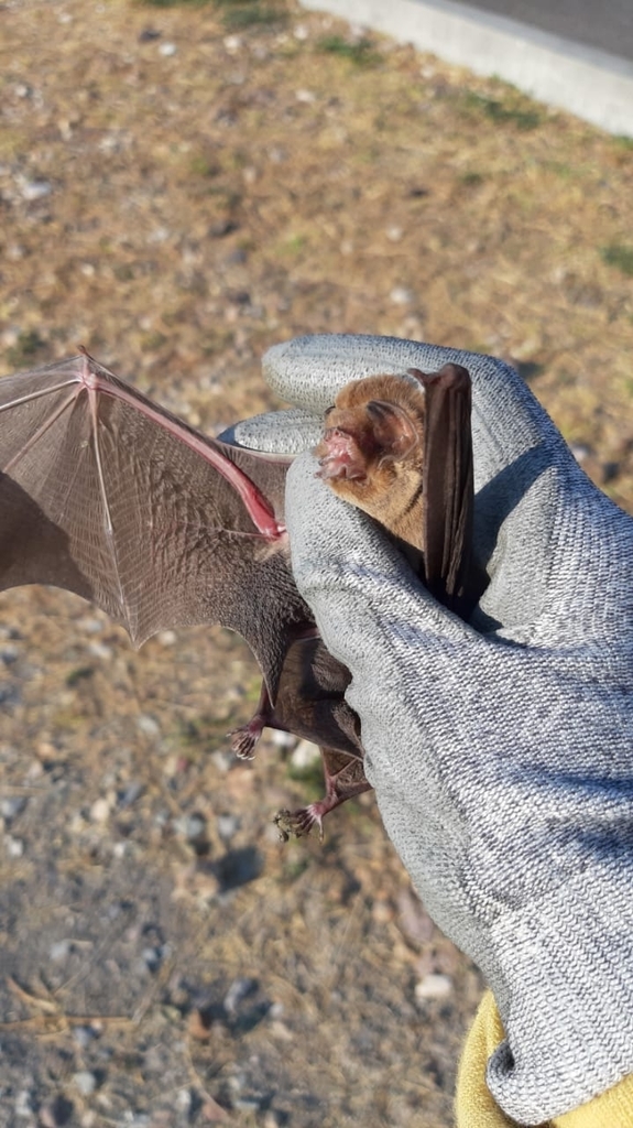 Ghost-faced Bat from Salamanca, Gto., México on April 20, 2021 by ...