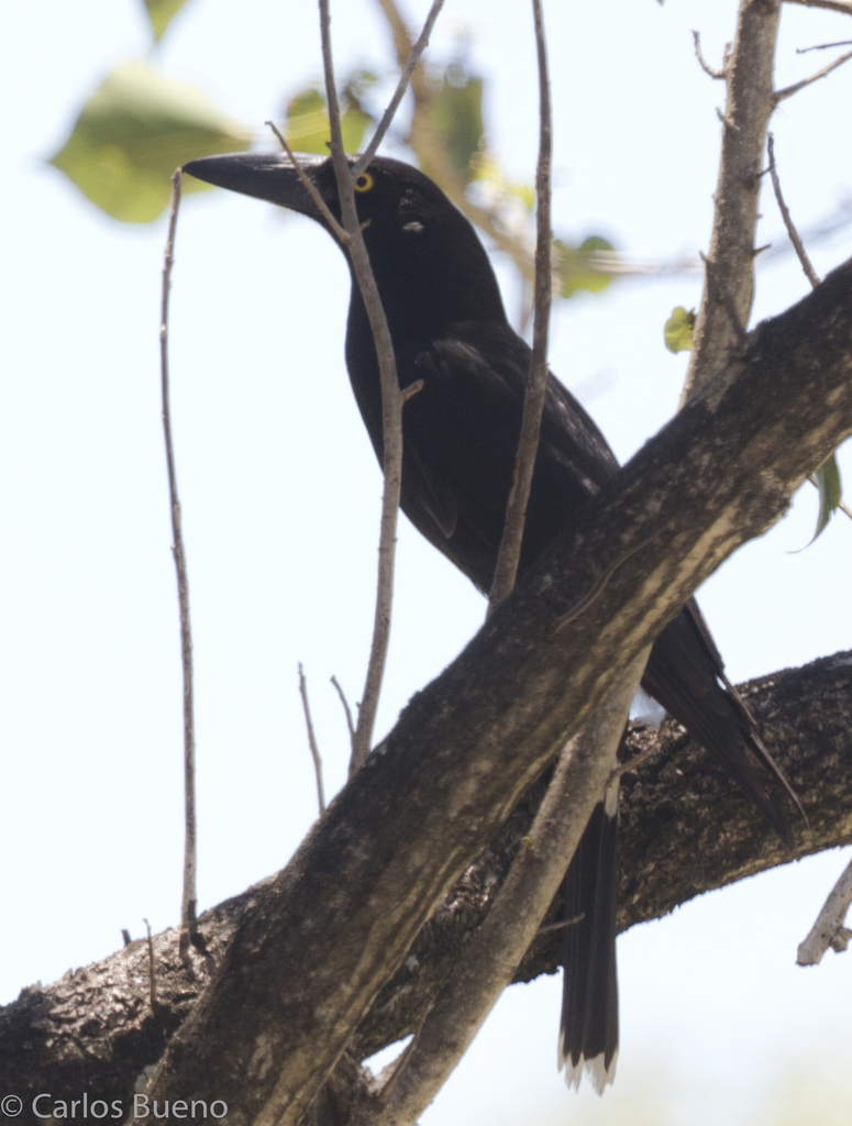 Pied Currawong from Whitsunday, AU-QL, AU on October 24, 2014 at 12:28 ...