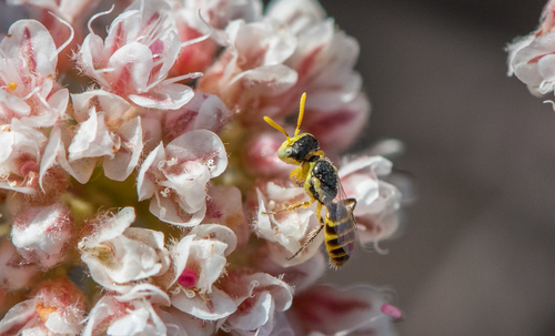 Rhus Fairy Bee (Perdita rhois)