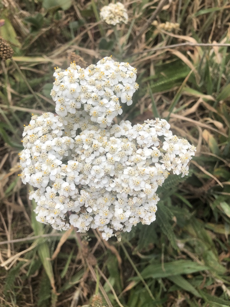 common yarrow from Redwood National and State Parks, Trinidad, CA, US ...