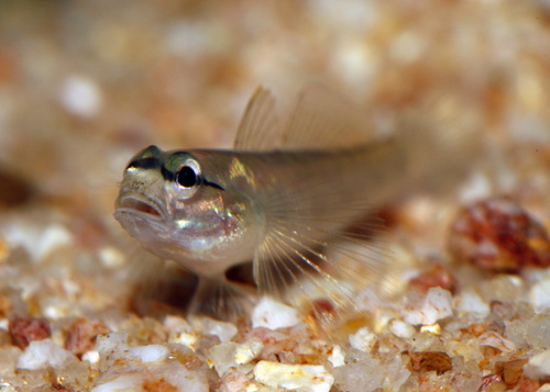 Kranji Drombus (Drombus globiceps) · iNaturalist United Kingdom