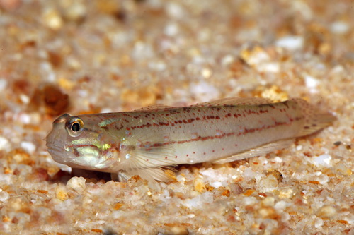 Barcheek Amoya (Acentrogobius moloanus) · iNaturalist