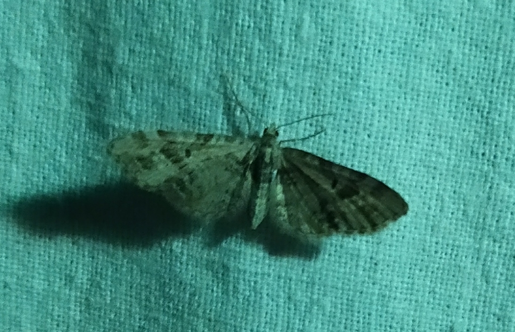 Juniper Pug from Spasskiy rayon, RU-RZ, RU on June 3, 2021 at 10:52 PM ...