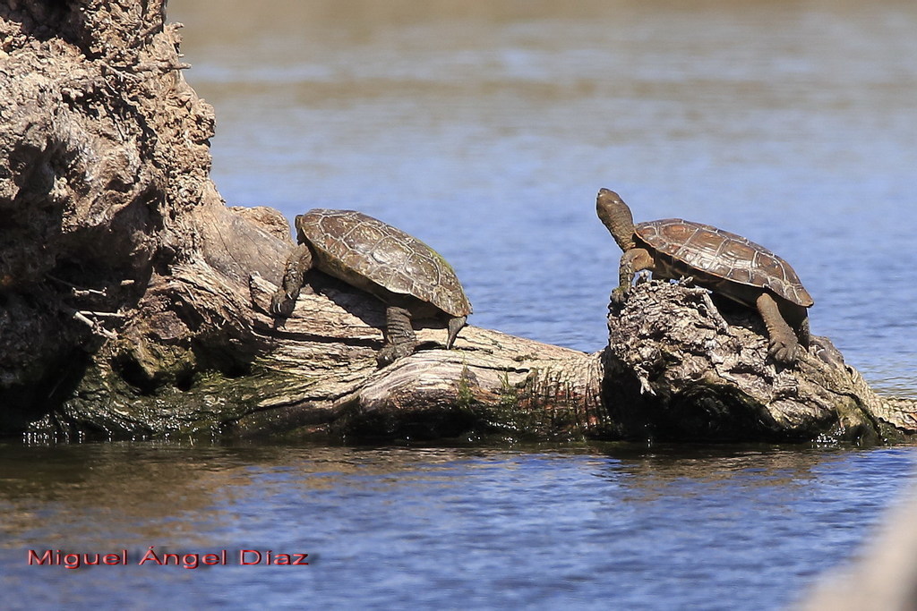 Mediterranean Turtle in March 2018 by smigueldiaz · iNaturalist
