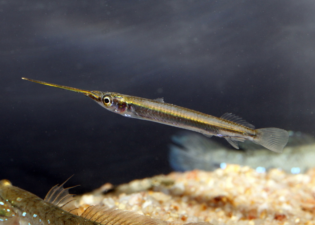 Estuarine Halfbeak (Zenarchopterus dispar) - Marine Life Identification