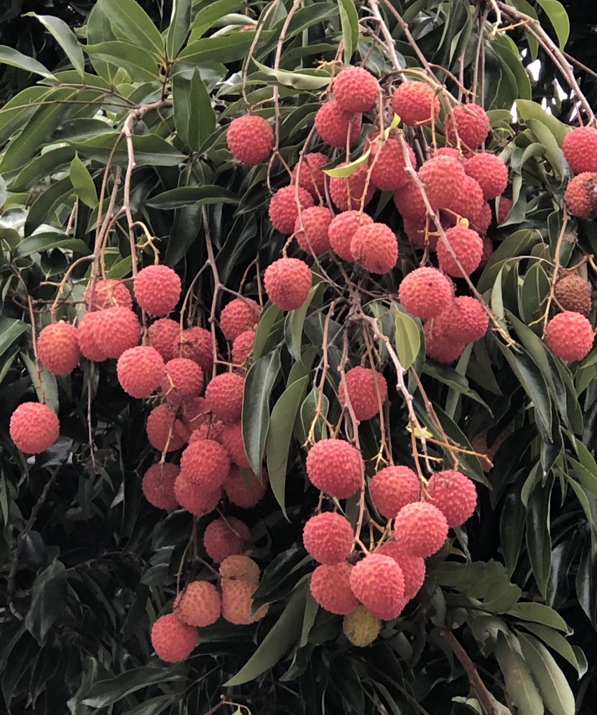 Lychee Litchi chinensis iNaturalist