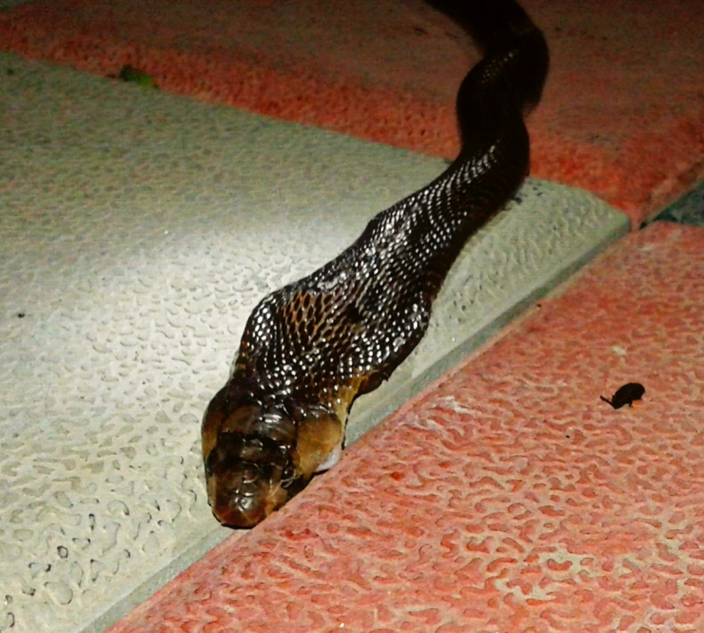 Indian Cobra from Valakom on June 04, 2021 at 03:41 PM by Alwin Animon ...