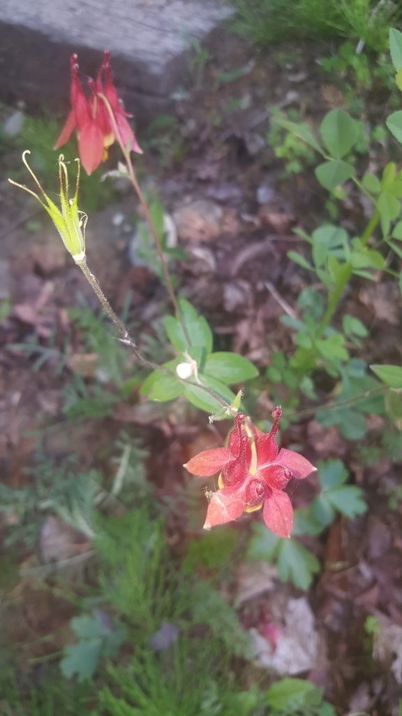 red columbine from Ellsworth, MI 49729, USA on June 04, 2021 at 01:09 ...