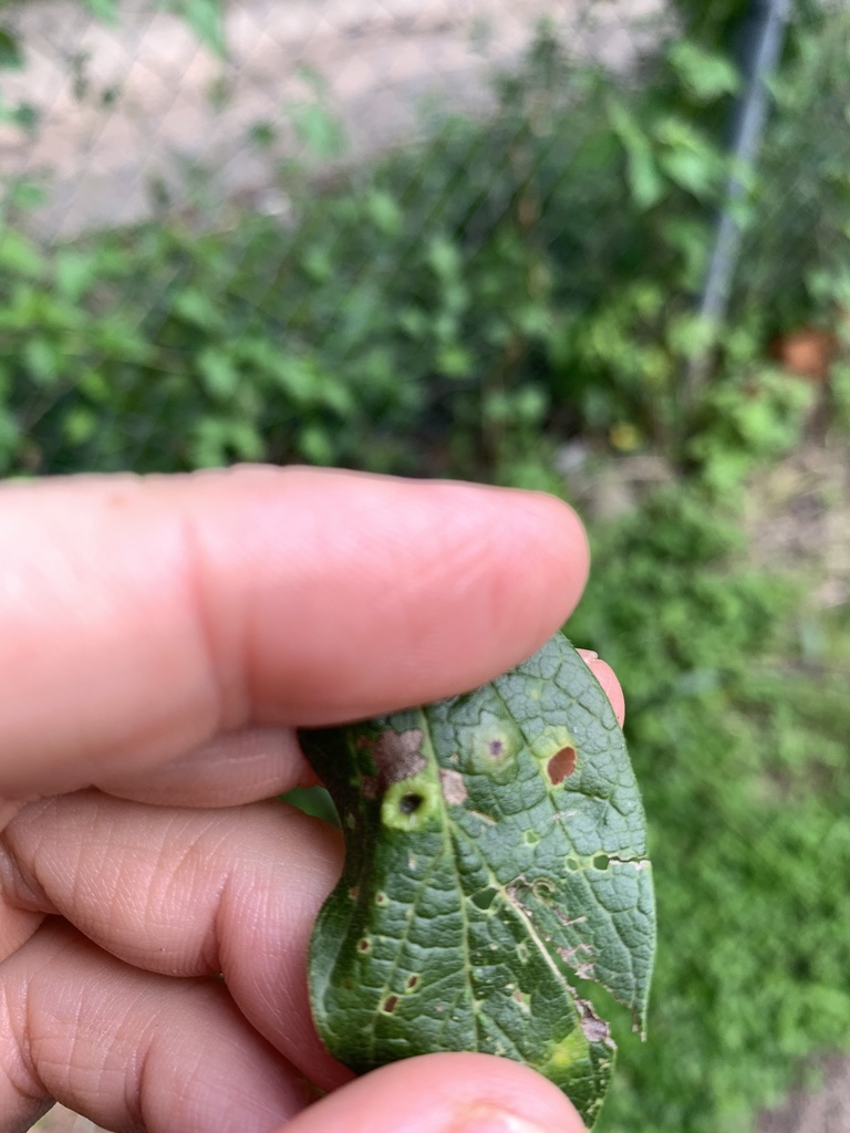 Hackberry Nipplegall Psyllid in June 2021 by tadamcochran · iNaturalist