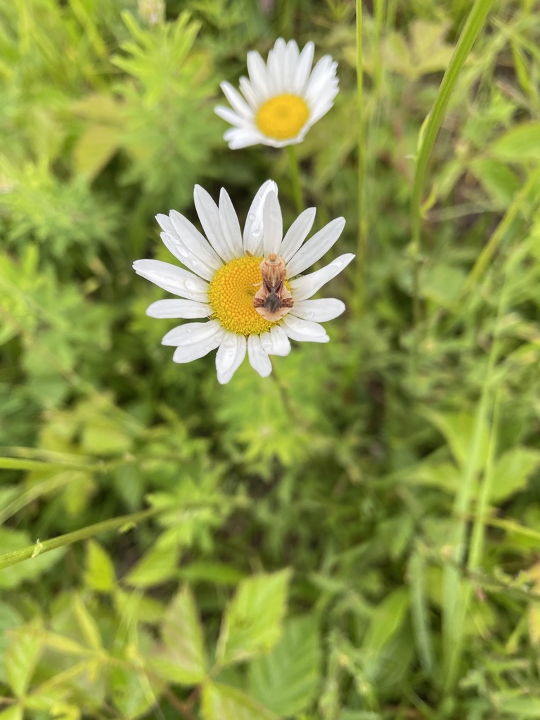 Jagged Ambush Bugs from Gull Pond Rd, Galloway, NJ, US on June 04, 2021 ...