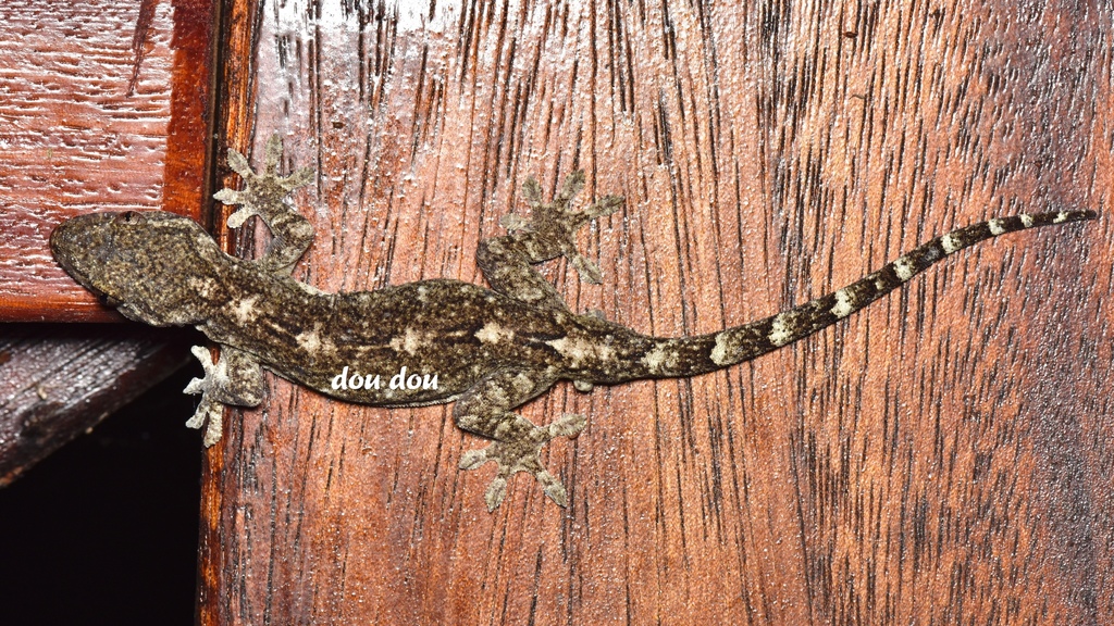 Webbed-toed Gecko from 中国浙江省丽水市白云山 on April 4, 2021 at 10:31 PM by 豆豆 ...