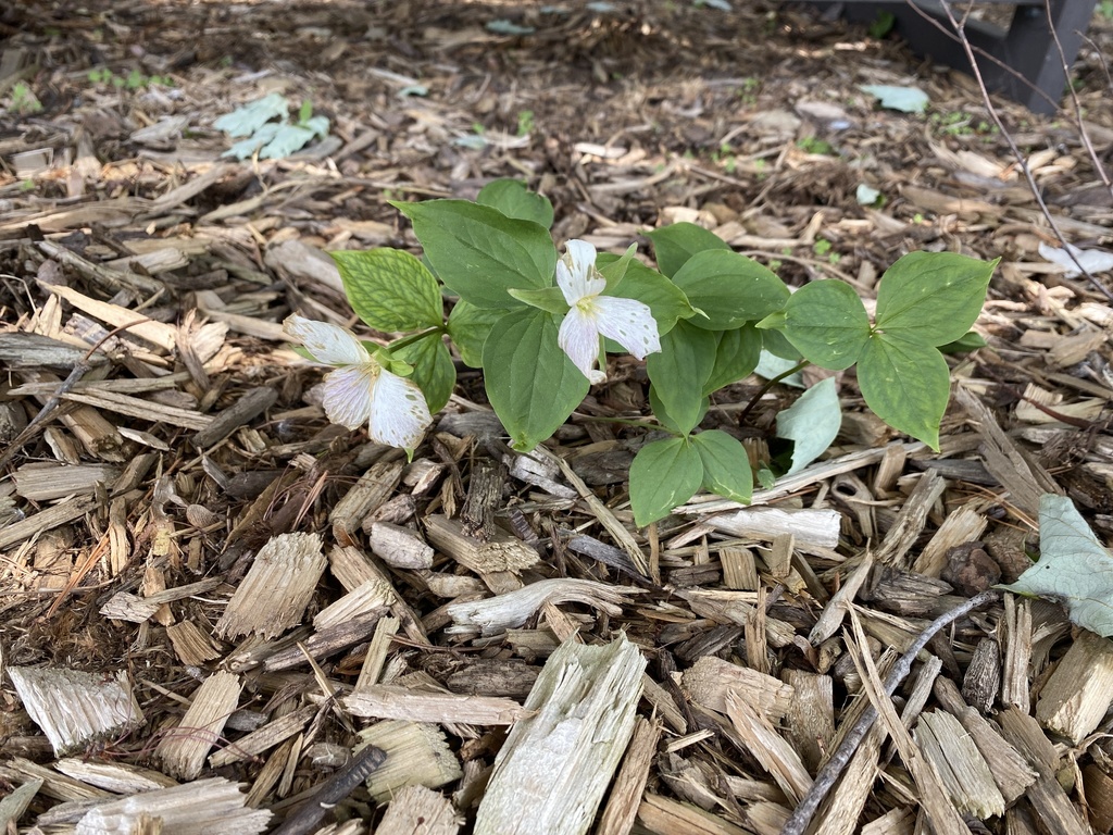 large white trillium from Torian Ct SE, Ada, MI, US on June 4, 2021 at ...