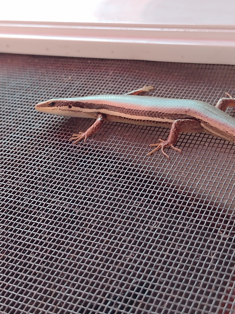 Mayan Skink from Solidaridad, MX-QR, MX on June 04, 2021 at 06:30 PM by ...