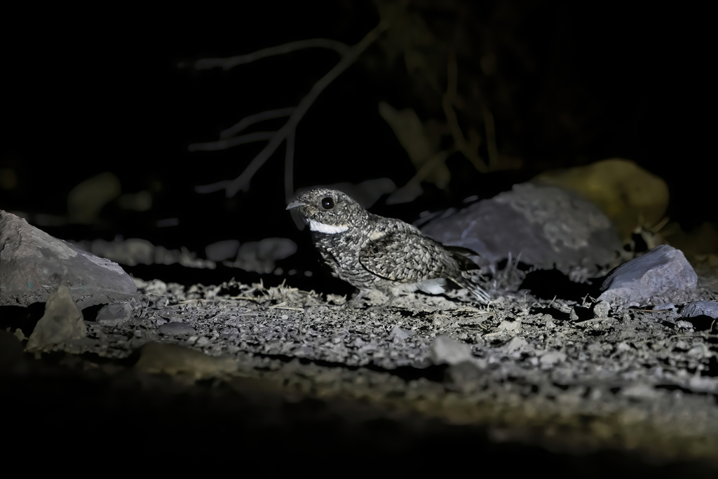 Common Poorwill from Ramos Arizpe, Coah., México on June 1, 2021 at 08: ...