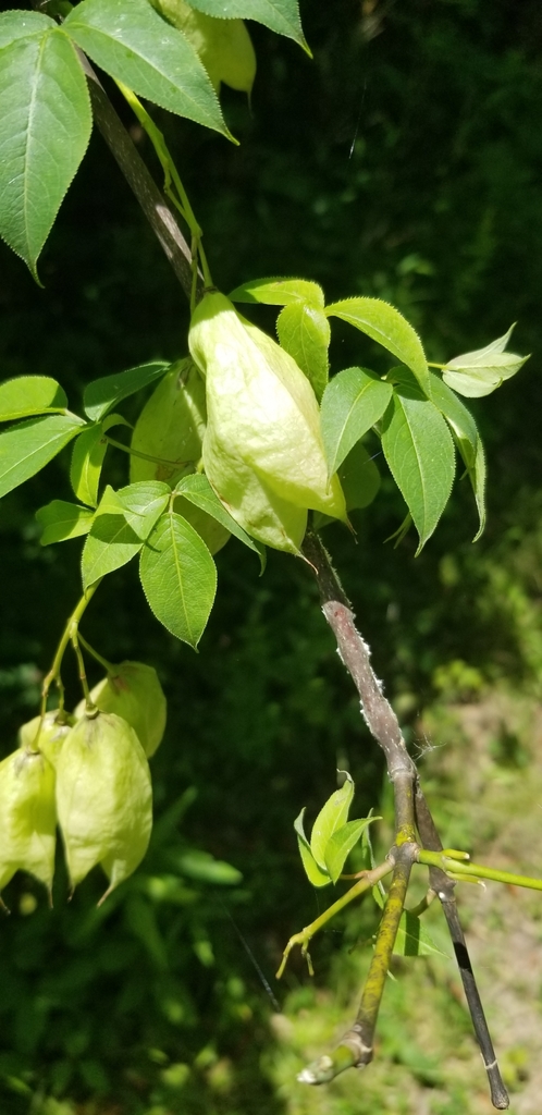 American bladdernut from Eddyville, KY 42038, USA on June 04, 2021 at ...
