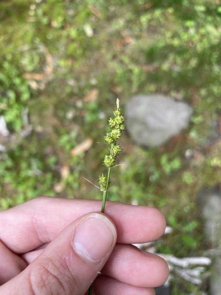bur reed sedge in June 2021 by Taylor Sturm · iNaturalist