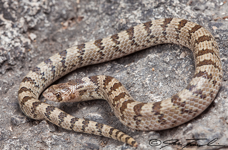 Chihuahuan Hook-nosed Snake in August 2014 by Joe Tomoleoni · iNaturalist