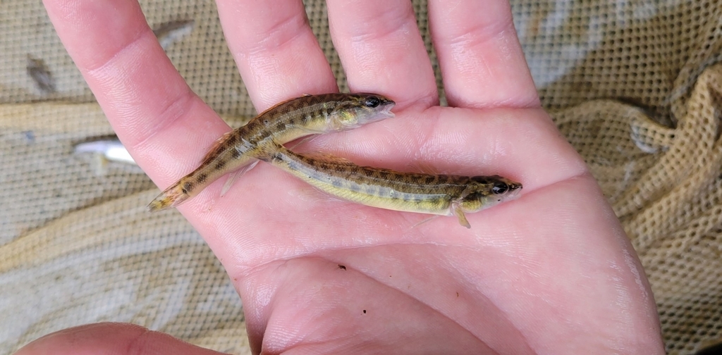 Slenderhead darter from Rock Quarry Warehouse, Columbia, MO 65201, USA ...