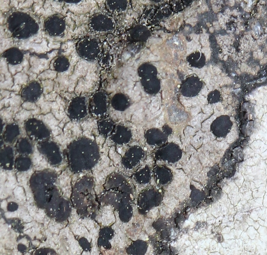 Porpidia subsimplex (Brandeis University - Lichen, Fungi and Non ...