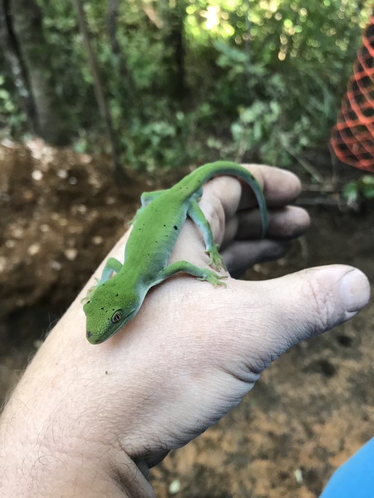 Elegant Gecko in June 2021 by Gabriel Vilgalys · iNaturalist