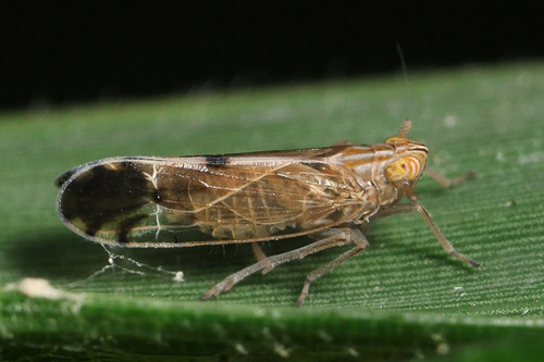 Stenocranus similis · iNaturalist