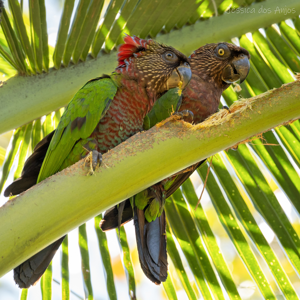 Southern Red-fan Parrot in May 2021 by Jessica dos Anjos · iNaturalist