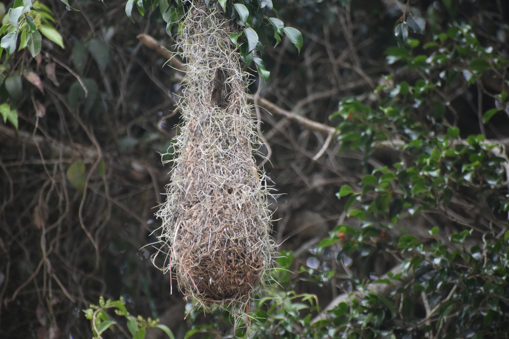 Chestnut-headed Oropendola from Naolinco, Ver., México on June 04, 2021 ...