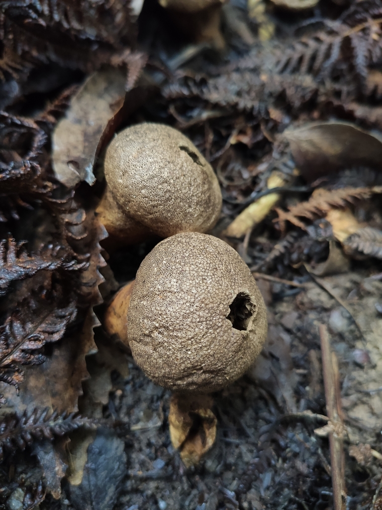 Lycoperdon from Days Bay, Lower Hutt 5013, New Zealand on June 05, 2021 ...
