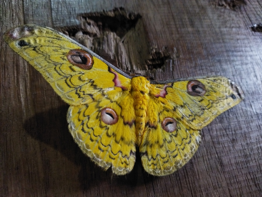 Golden Emperor Moths from Marilog District on May 31, 2021 at 08:12 AM ...