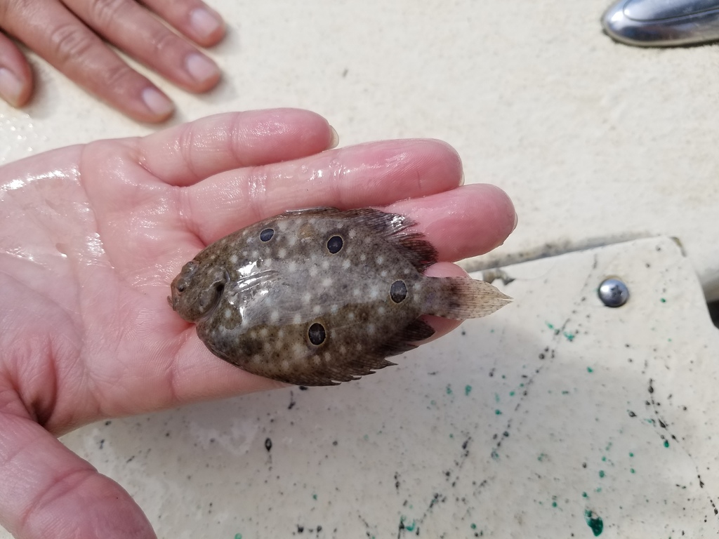 Ocellated Flounder (A Field Guide to the Fishes of Charlotte Harbor ...